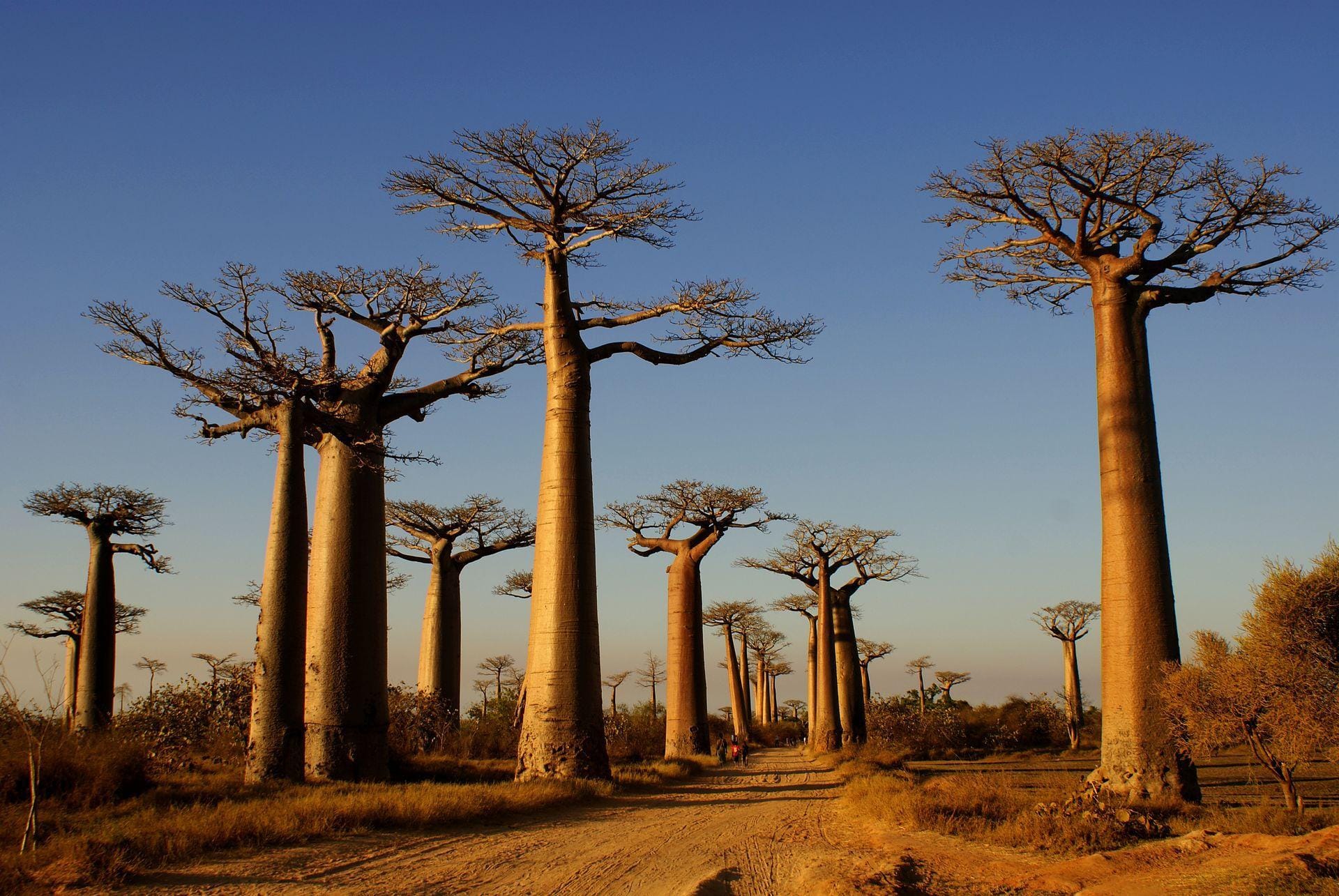 The land of baobabs | CARTER.EU