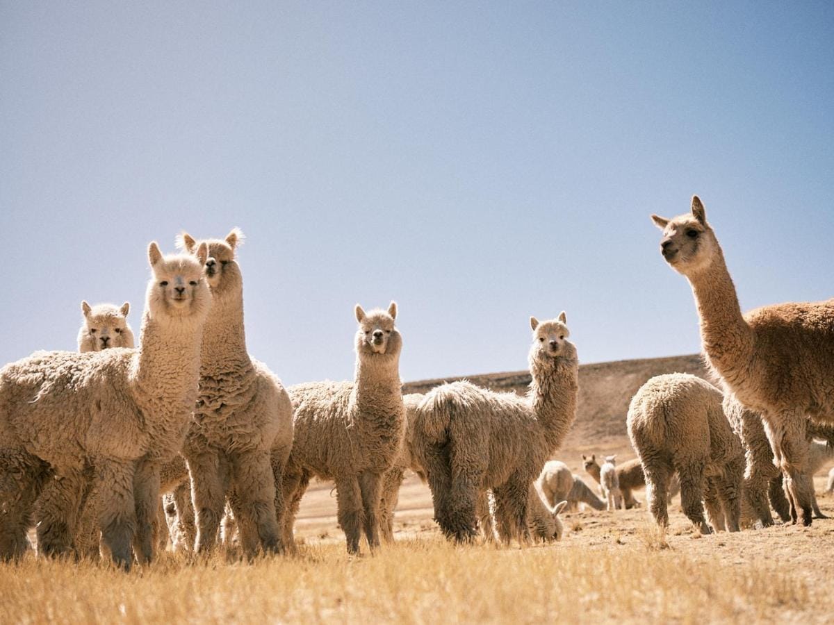 CIRQA – Relais & Châteaux, Arequipa, Peru | CARTER